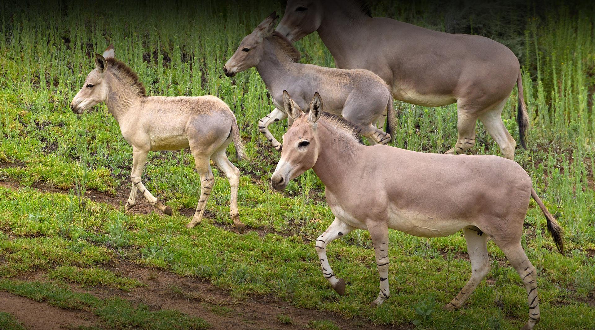 Somali Wild Ass | San Diego Zoo Safari Park