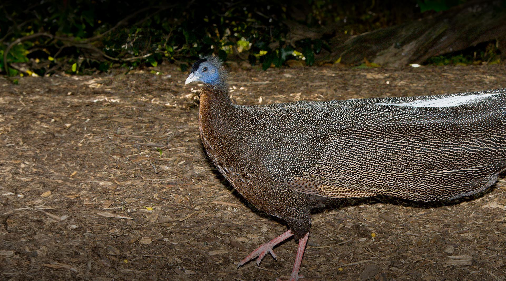 Pheasant | San Diego Zoo Safari Park