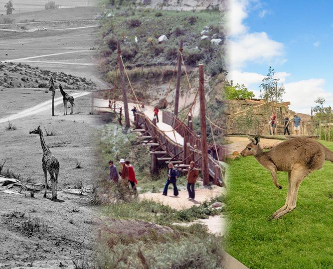 Safaris | San Diego Zoo Safari Park